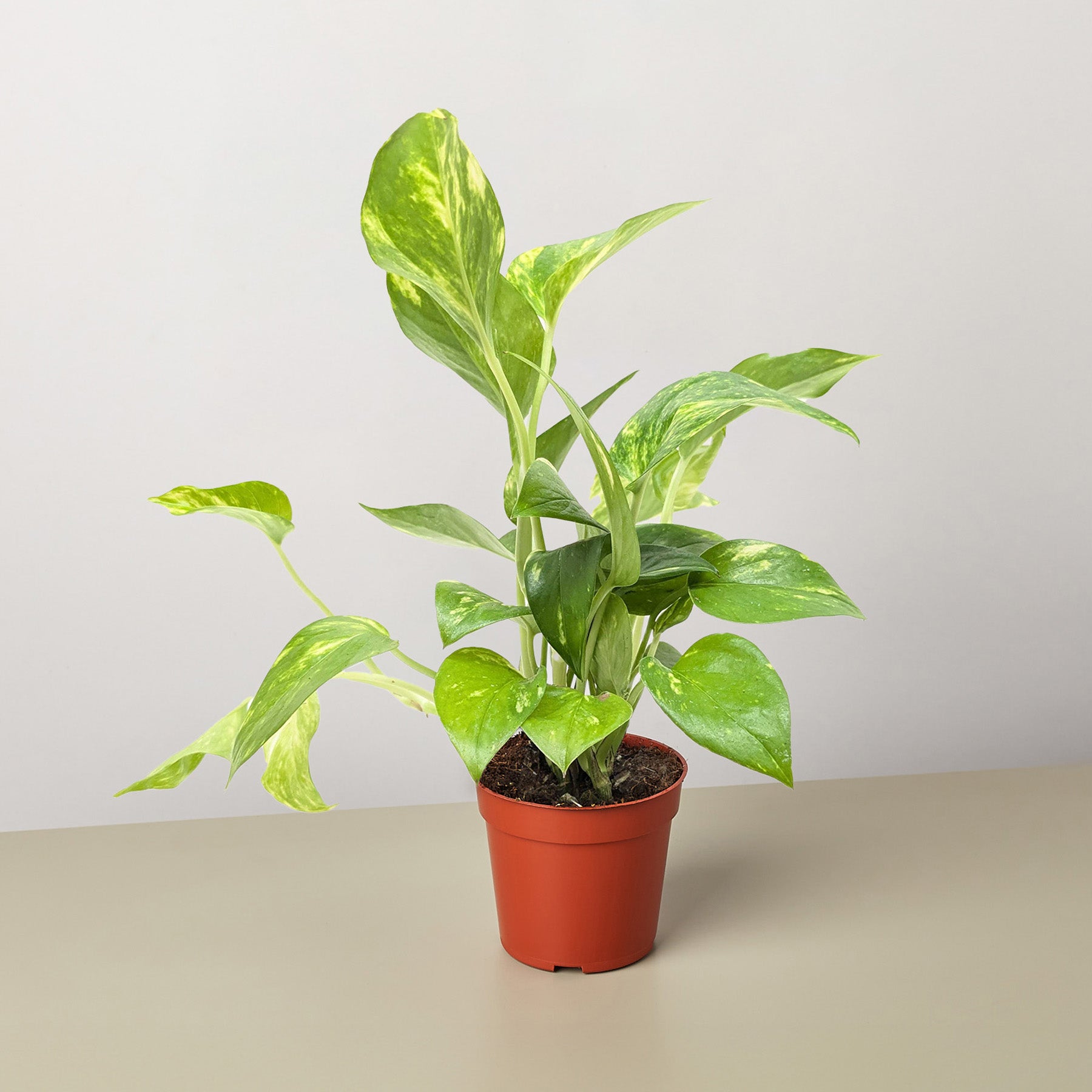 golden pothos